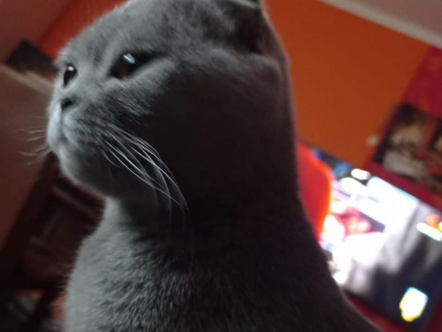 Передержка кошек