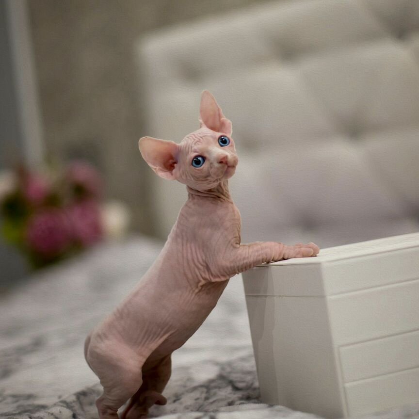 Канадский сфинкс котёнок