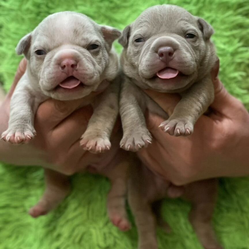 Американский булли, щенок