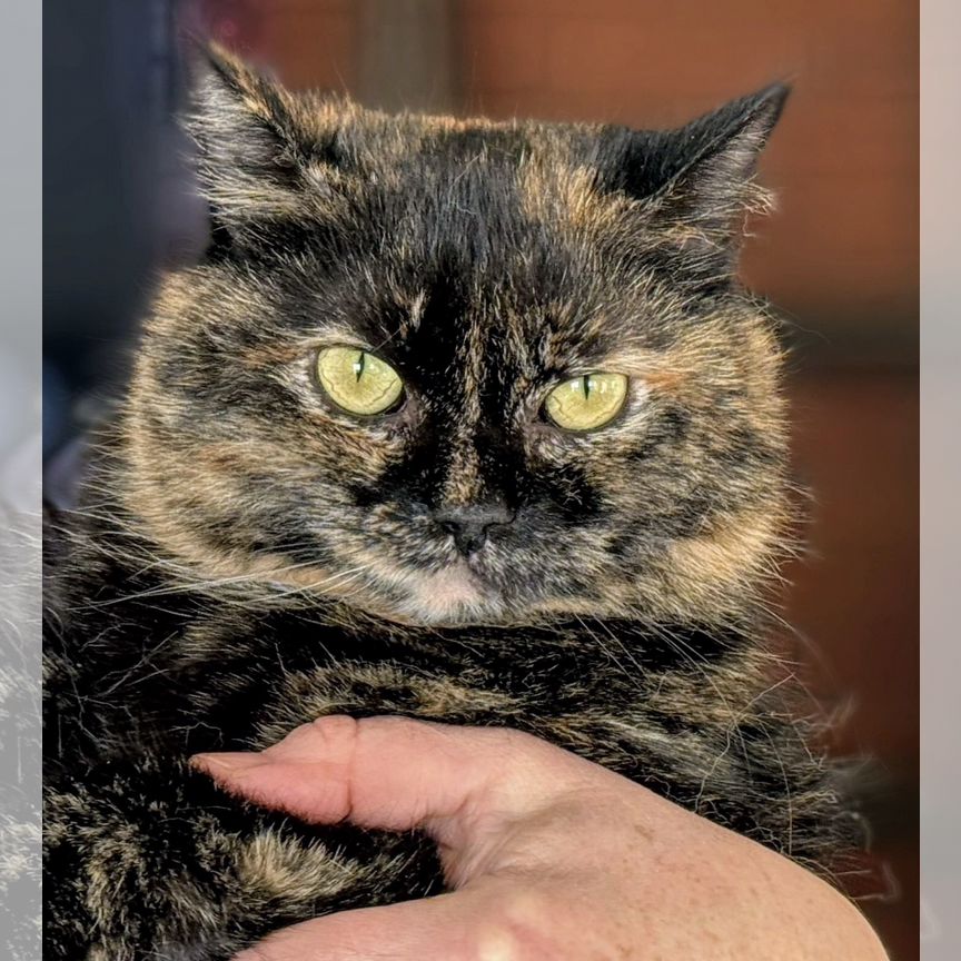 Кошечка пестрого окраса бесплатно