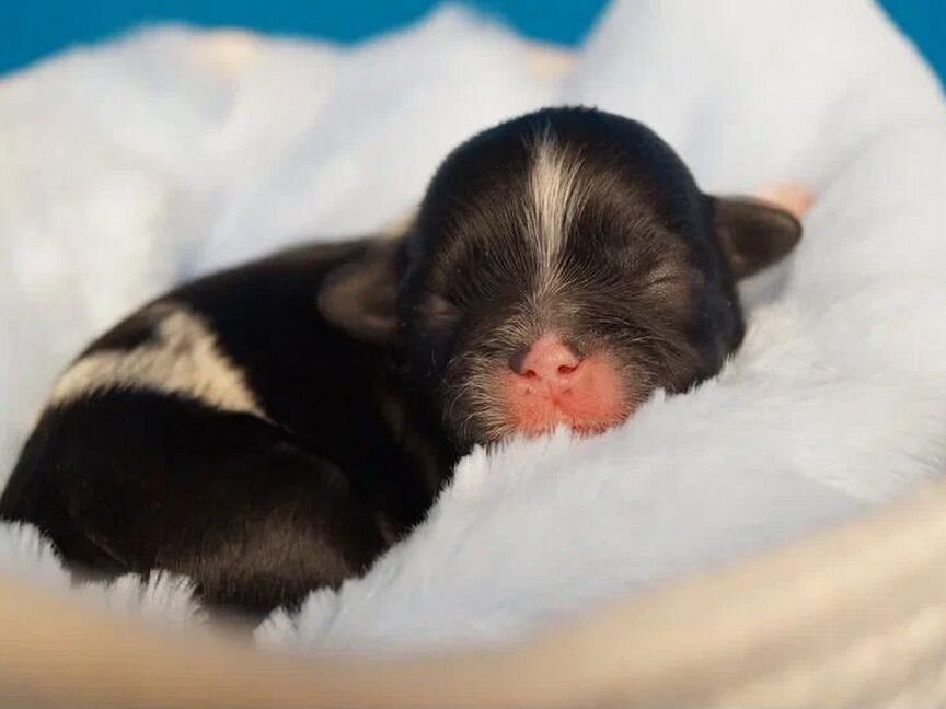 Щенки ши-тцу