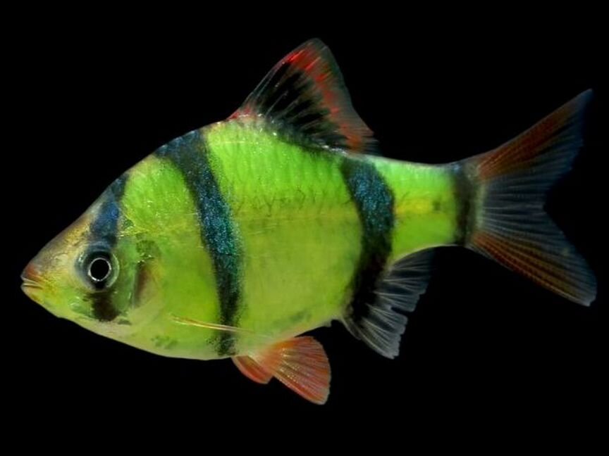 Барбус гло зелено-черный