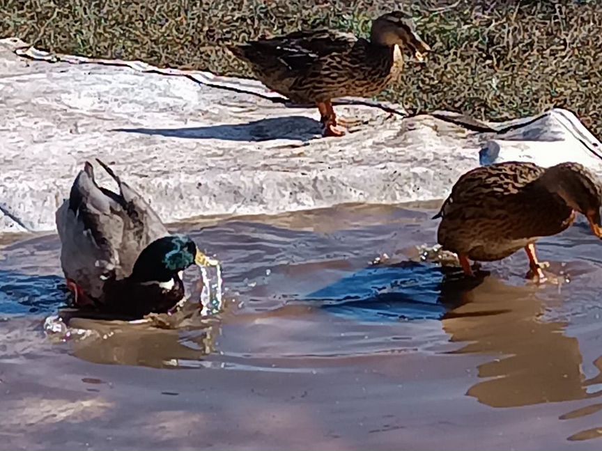 Дикие подсадные утки