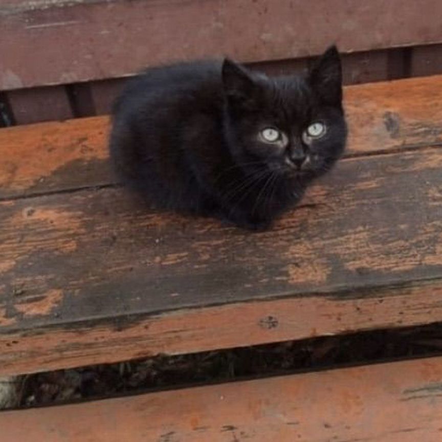 Черный котенок в хорошие руки