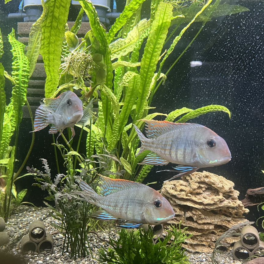 Продам геофагусов