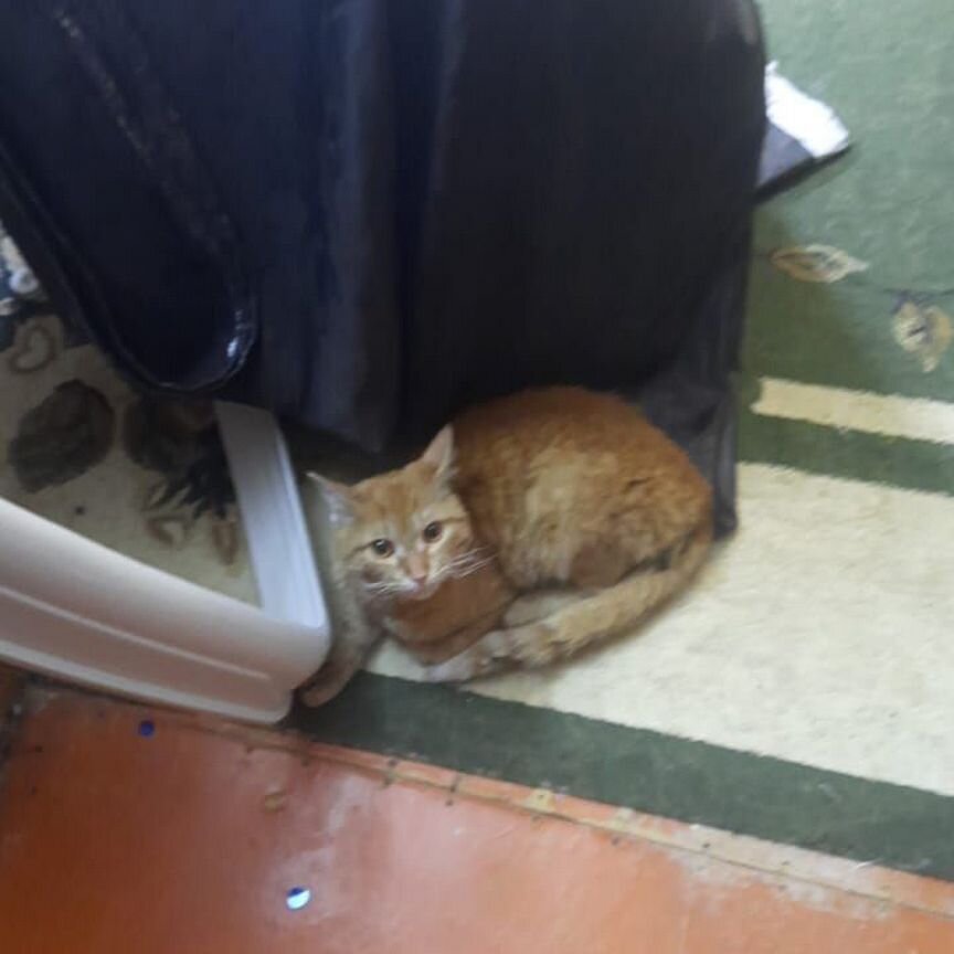 Кошка найденыш