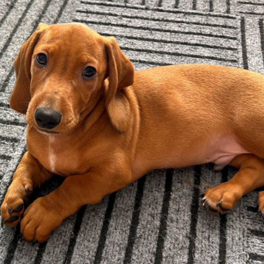 Такса, щенок