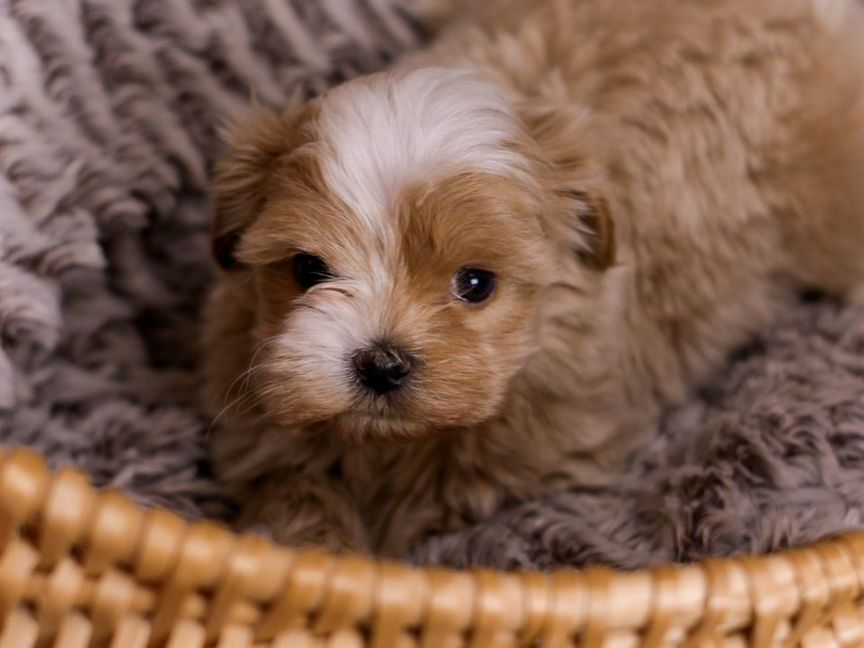 Чудо малыши мальтипу ф1