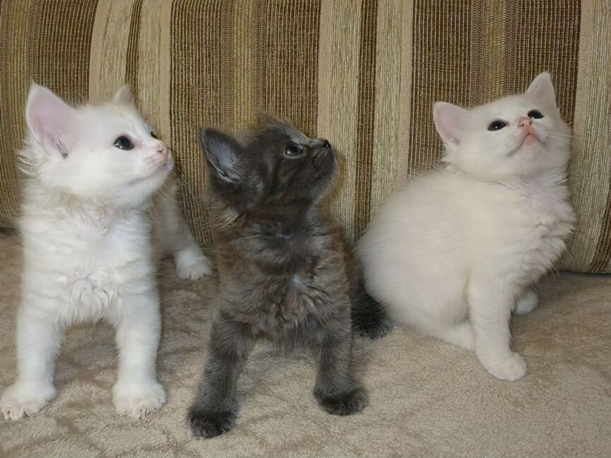 Кошка в дар