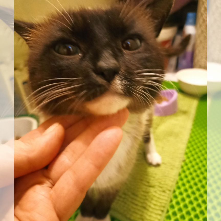 Котики бесплатно в добрые руки