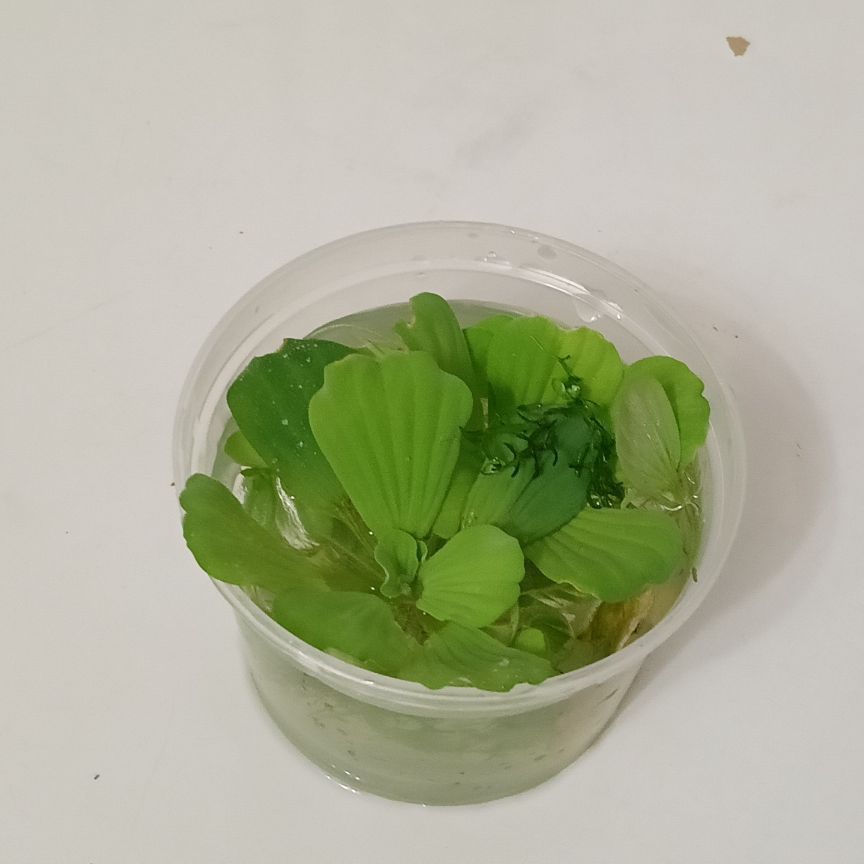 Пистия бесплатно