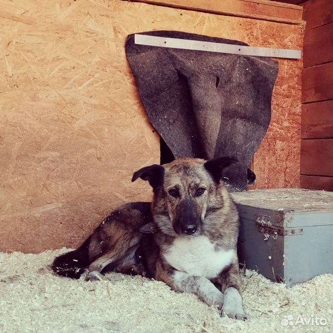 Собачка Даша ищет дом