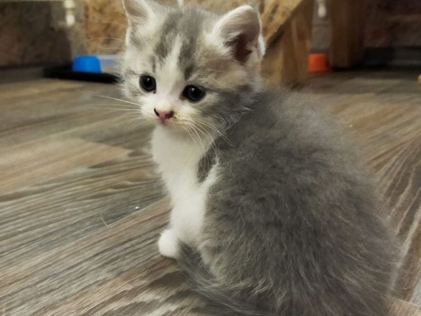 Котята помесь британская