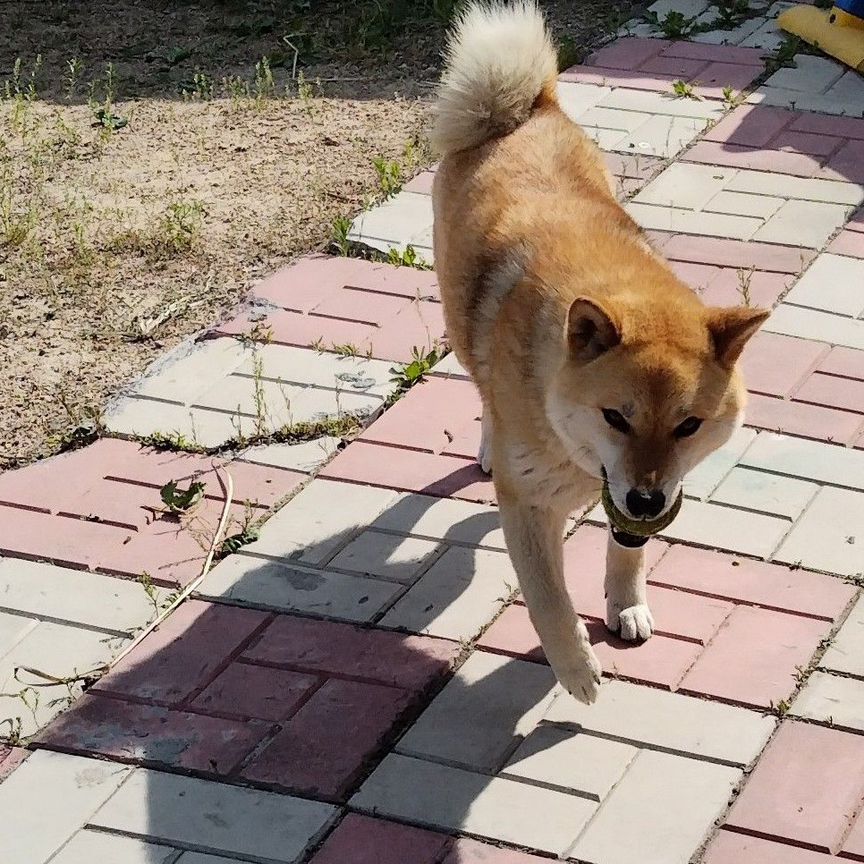 Сиба ину девочка