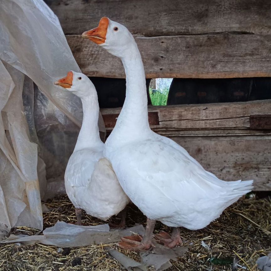 Гусь