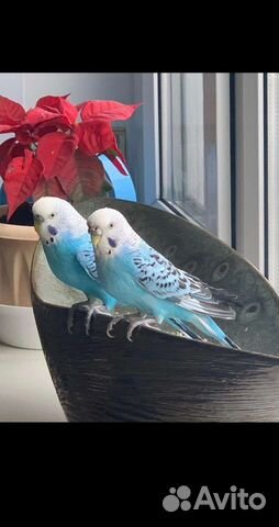 Волнистый попугай с клеткой