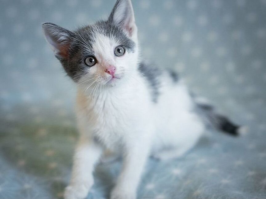 Котенок очаровательный малыш