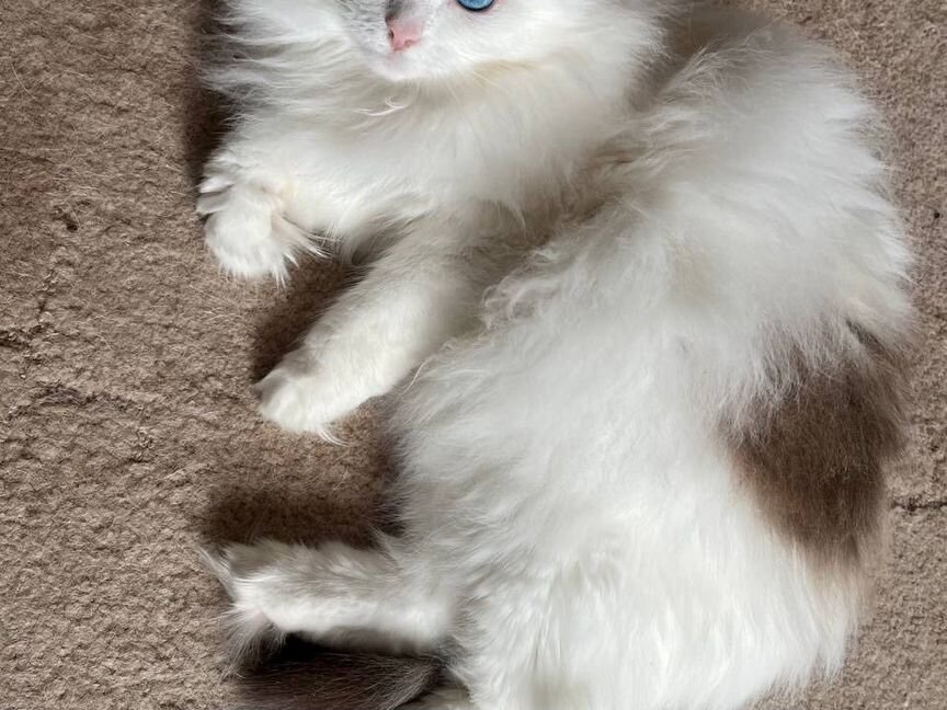Кошка