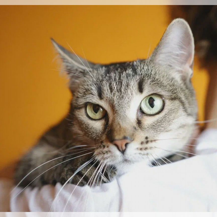 Взрослая кошка в добрые руки