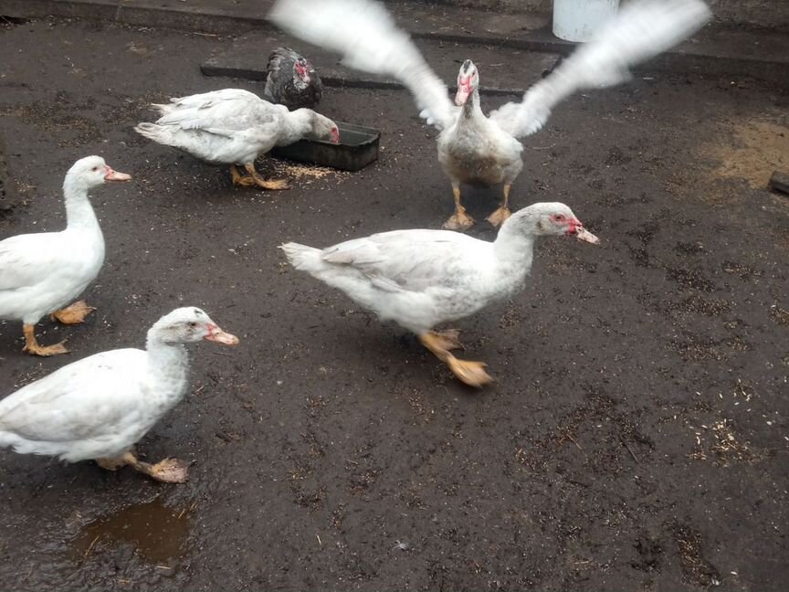 Утки, цыплята