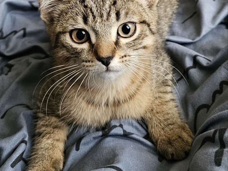 Кот тигр