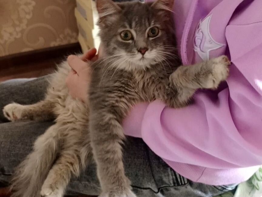 Отдам котенка в добрые руки