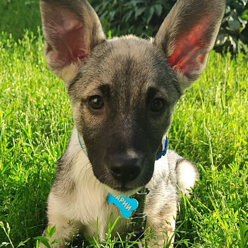 Щенок в добрые руки бесплатно дар