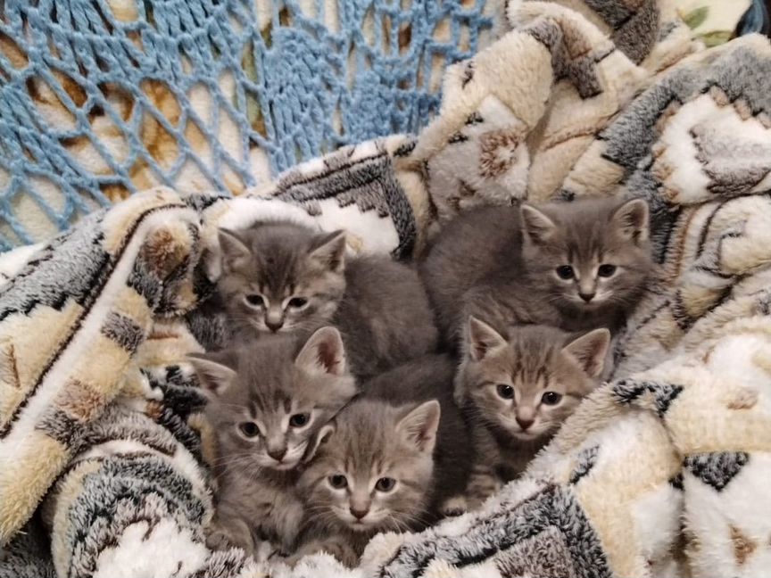 Котята бесплатно