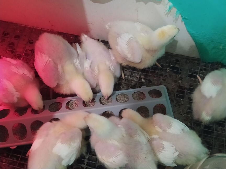 Бройлер коб 500 подрощенный Португалия