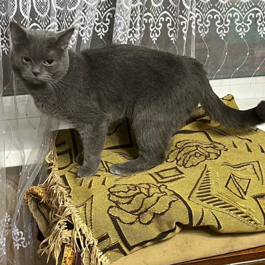 Британская короткошёрстная кошка, взрослая