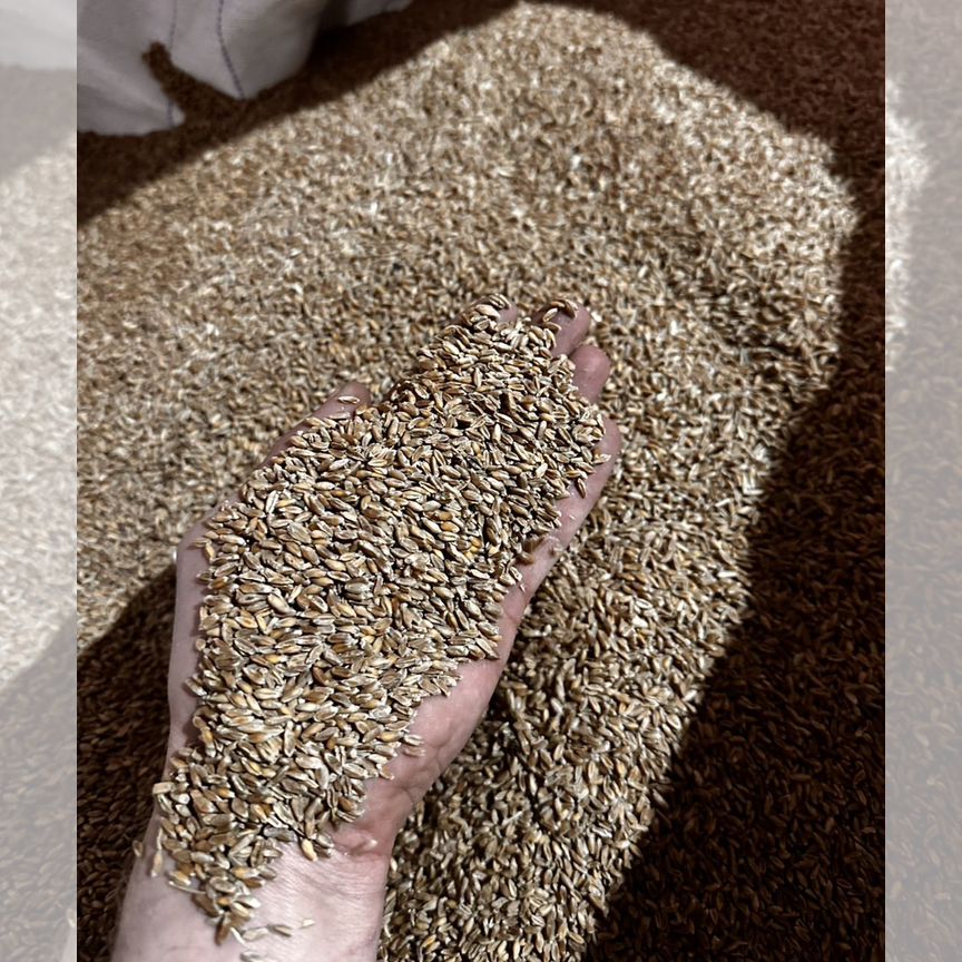 Зерно пшеницы мелкое