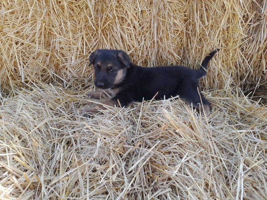 Щенки немецкой овчарки