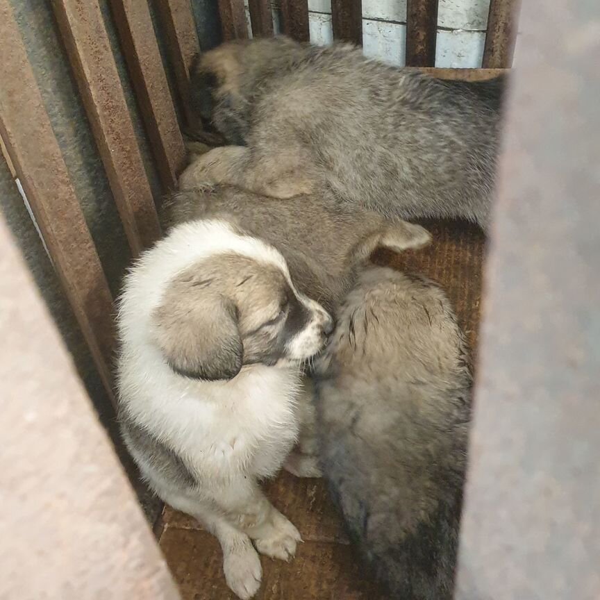 Щенок в добрые руки
