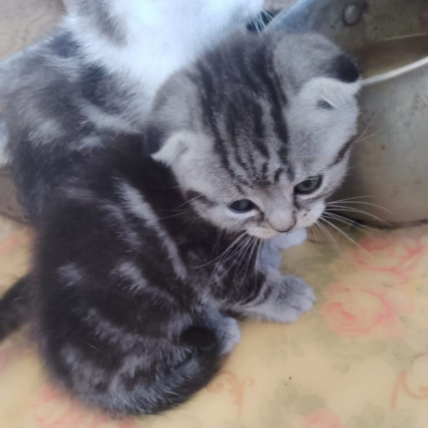Шотландские вислоухие котята