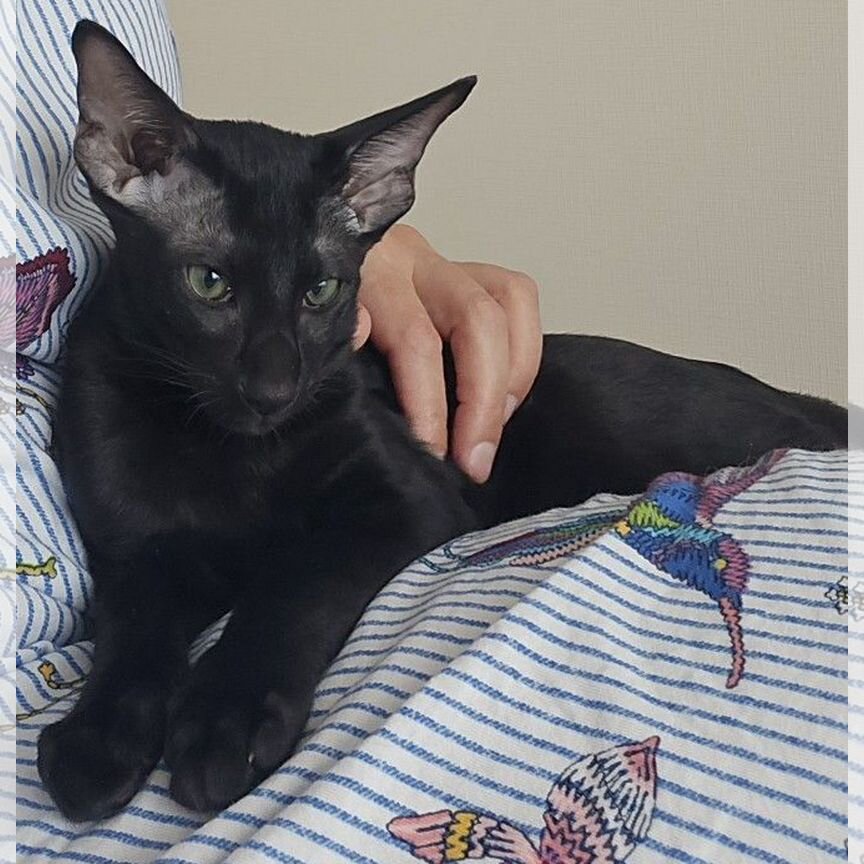 Ориентальные котята