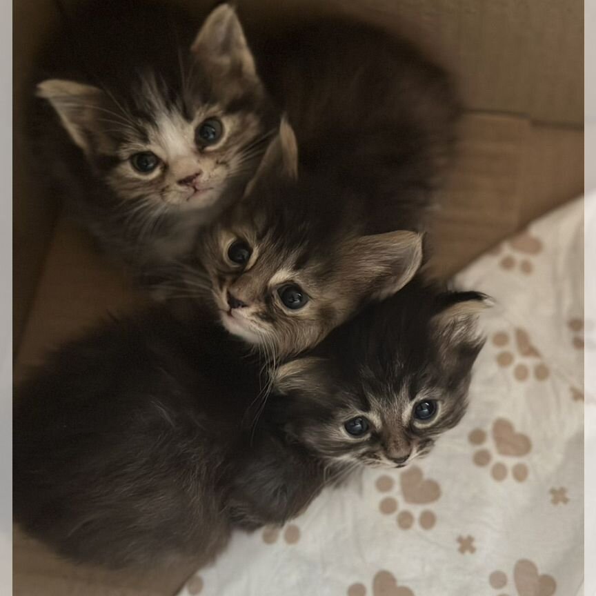Котята в добрые руки
