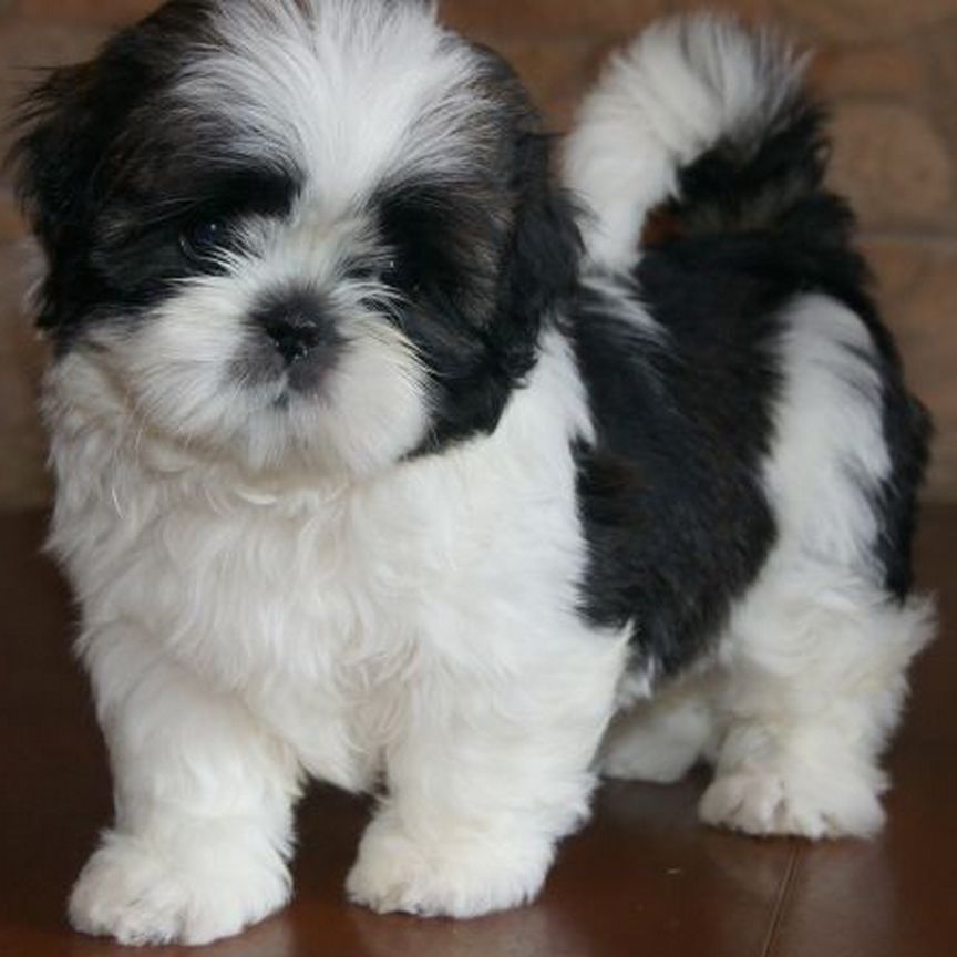 Щенки ши-тцу РКФ