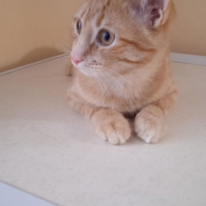 Котенок солнышко