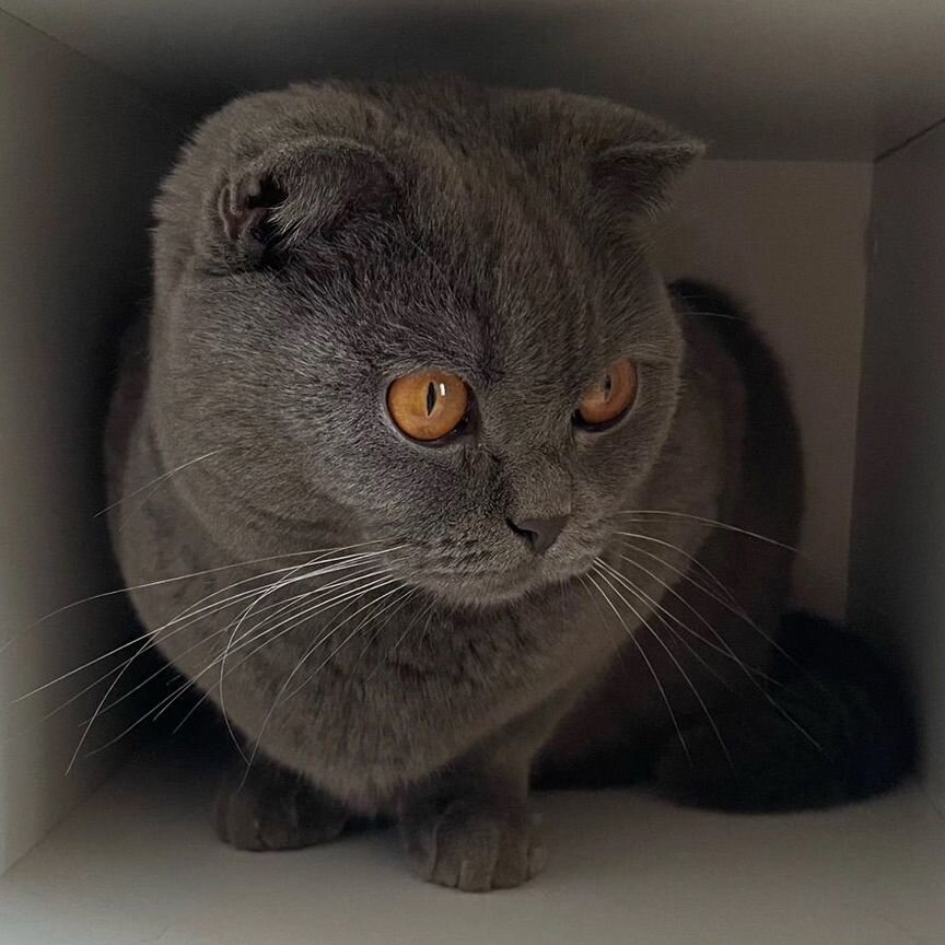 Шотланская вислоухая кошка