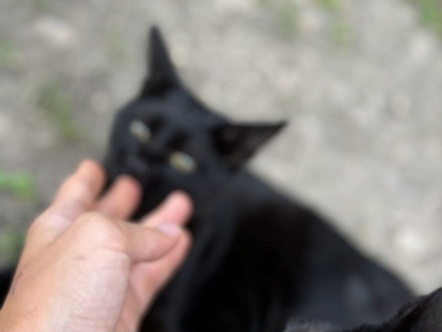 Отдам котенка в добрые и любящие руки