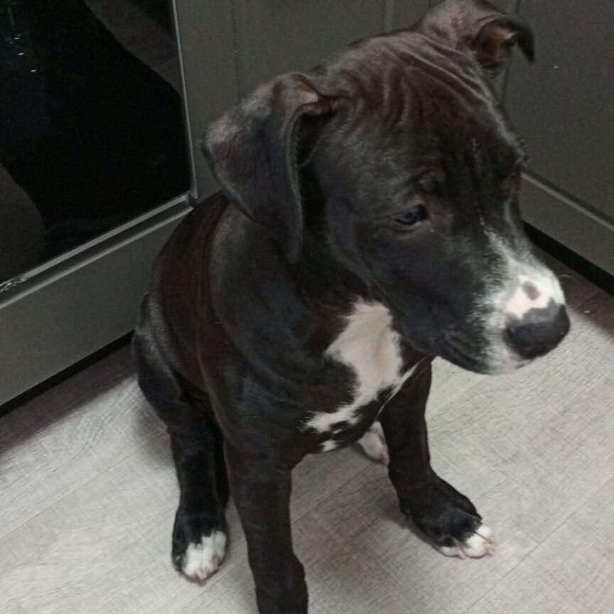 Отдам в добрые руки щенка стаффа