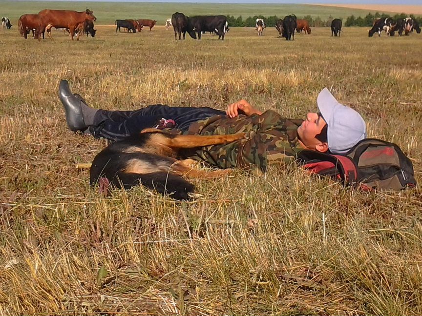 Электропастух dolly-280А 2Дж 12V/230V