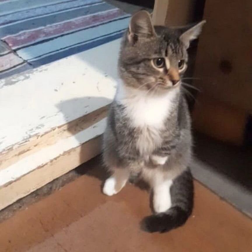 Кото-годзилу и её маму выставят на улицу