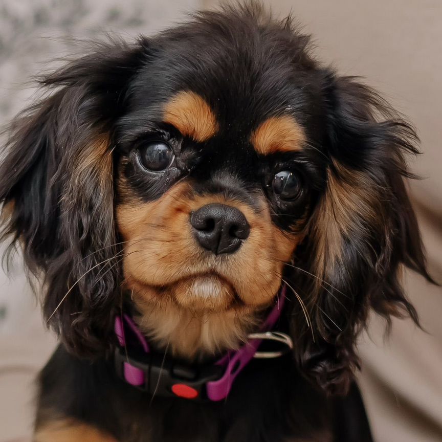 Кавалер кинг-чарльз-спаниель, щенок