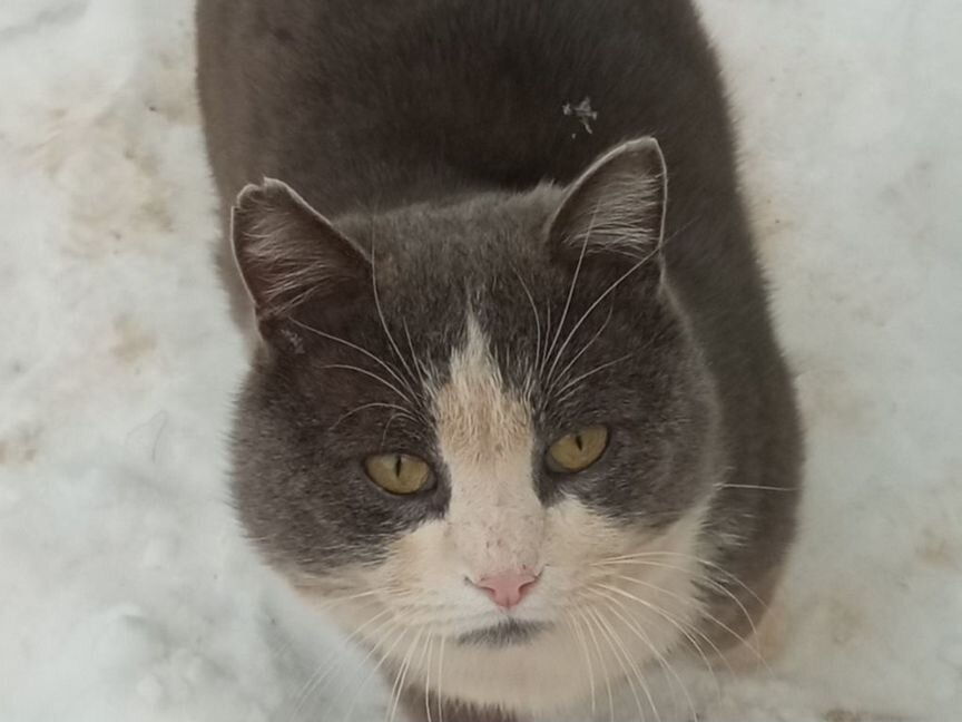 Большой малыш ищет дом