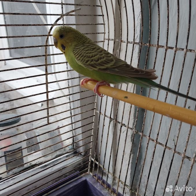 Волнистый попугай самец