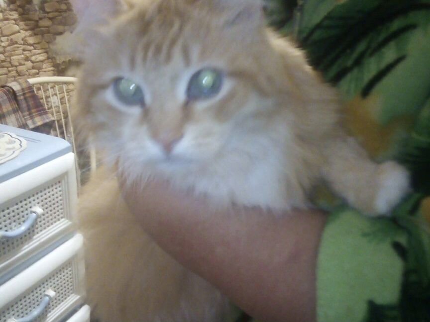 Котик Люсик хочет жить дома