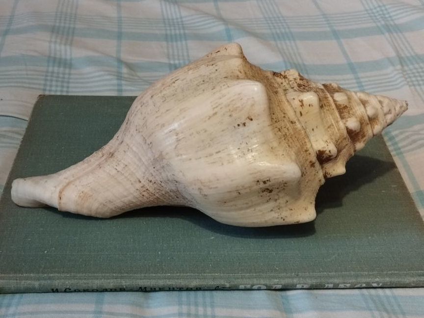 Ракушка морская большая СССР