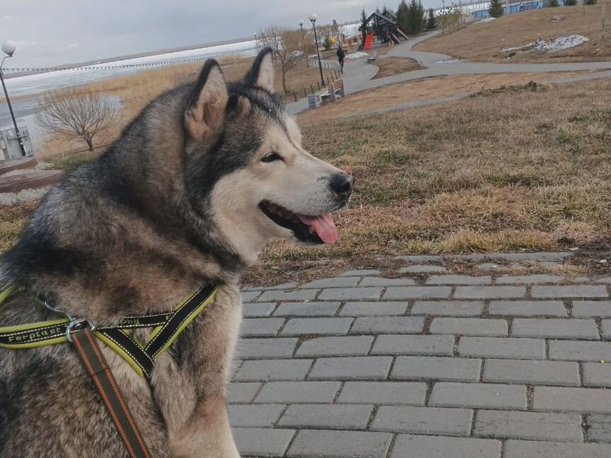 Аляскинский маламут бесплатно