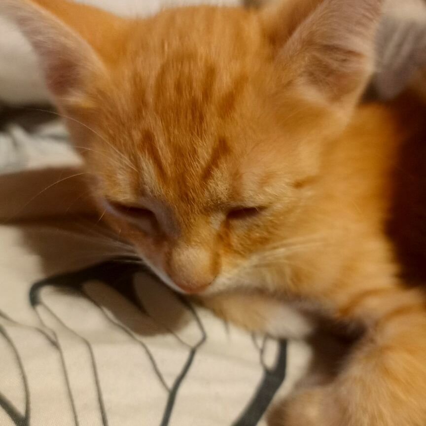 Отдам котят в добрые руки